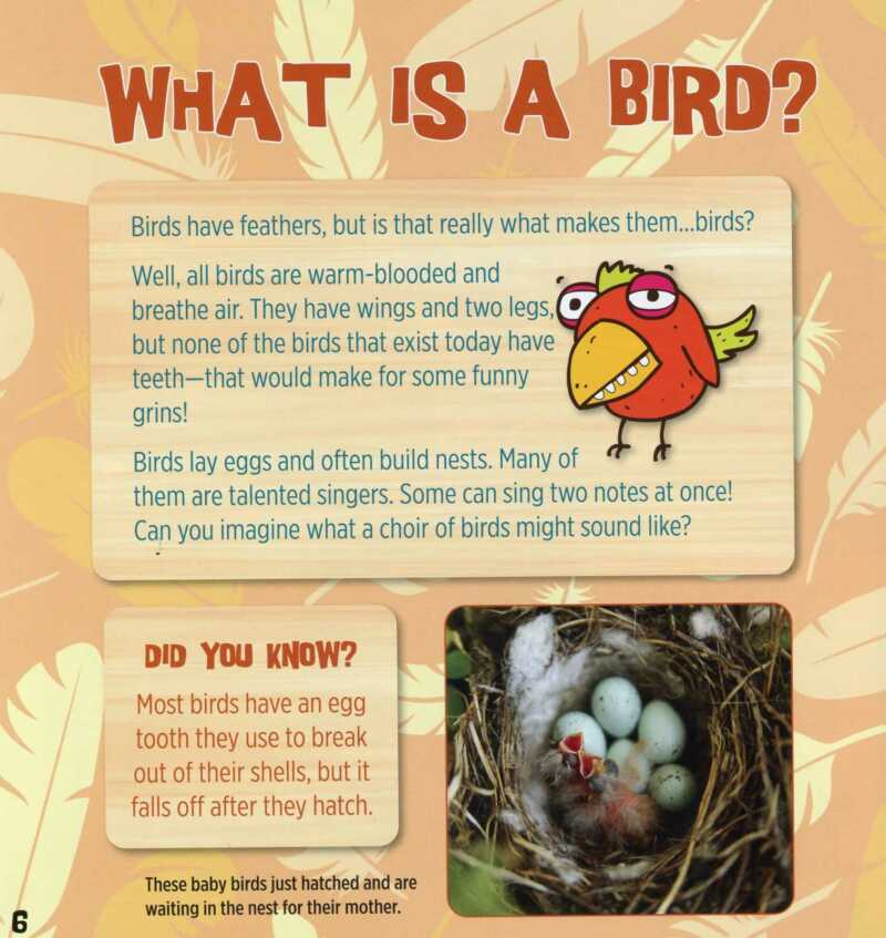 God Created Birds - Creation Today